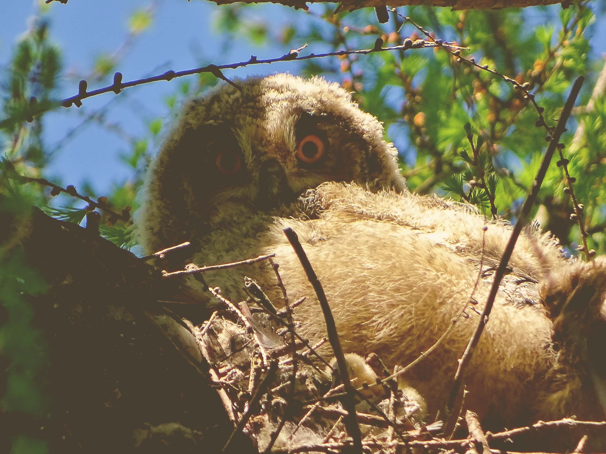 Der Uhu, Naturparktier 2012, Naturpark Holsteinische Schweiz