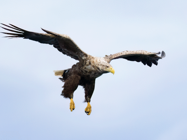 Der Seeadler- Naturparktier 2021, Naturpark Holsteinische Schweiz